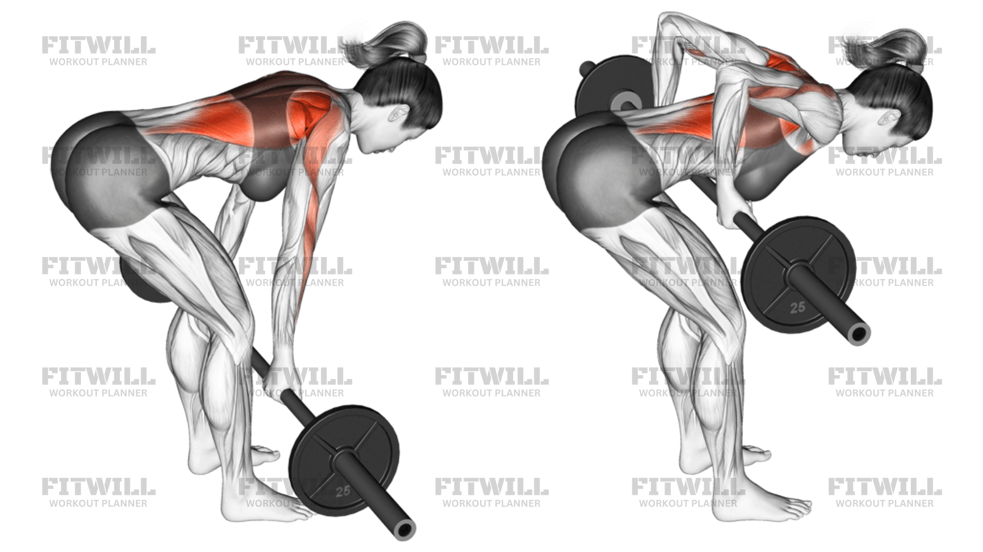 Remo Inclinado Con Barra Y Agarre Supinado: Guía de Ejercicios, Video ...