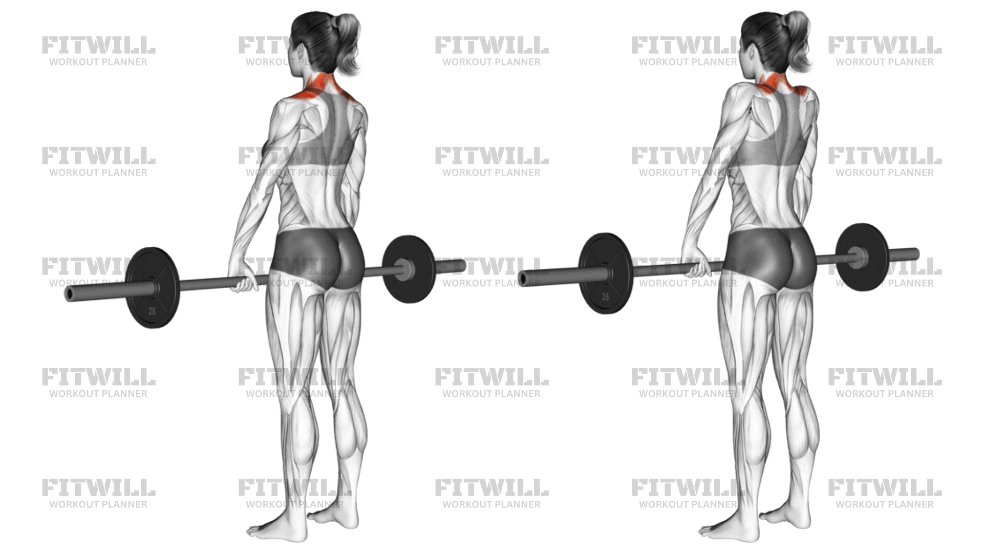 Barbell Shrug: Exercise Guide, Video, Techniques, Benefits, How to ...