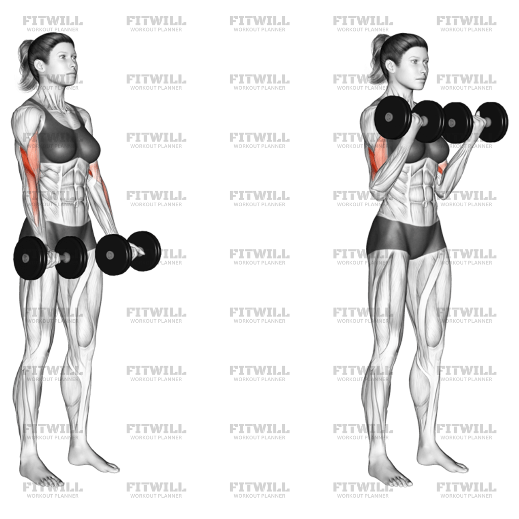 Curl De Bíceps Con Mancuernas: Guía de Ejercicios, Video, Técnicas, Beneficios, Cómo Realizarlo ...