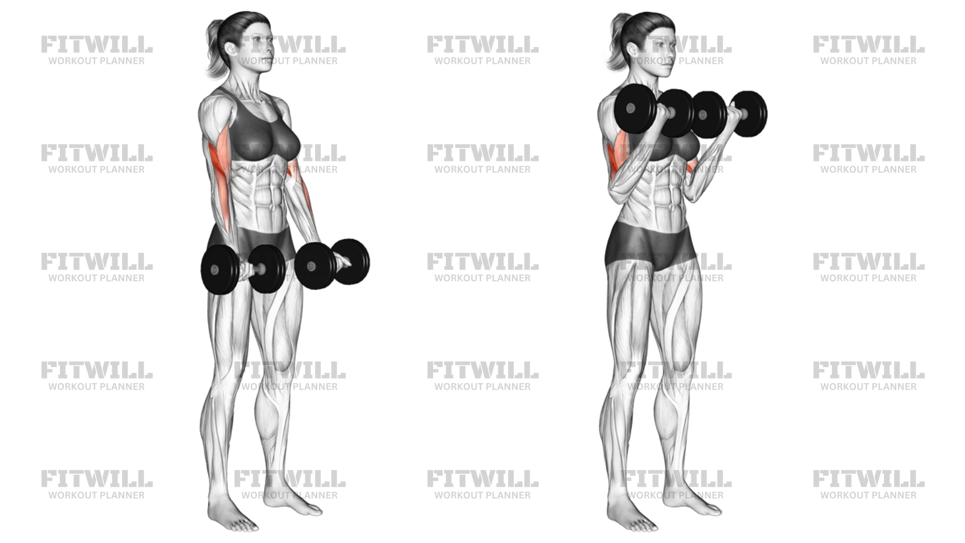Dumbbell Biceps Curl: Exercise Guide, Video, Techniques, Benefits, How ...