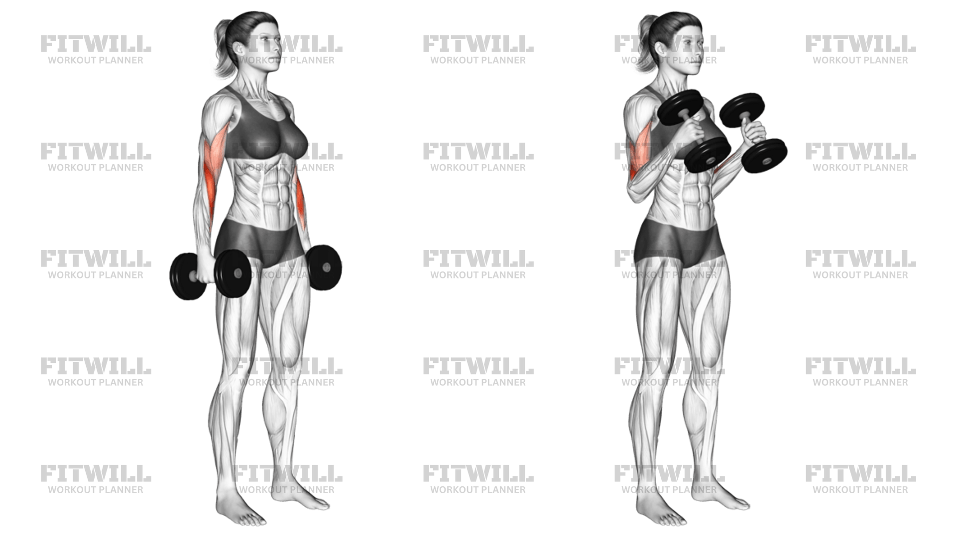 Dumbbell Hammer Curl: Exercise Guide, Video, Techniques, Benefits, How ...