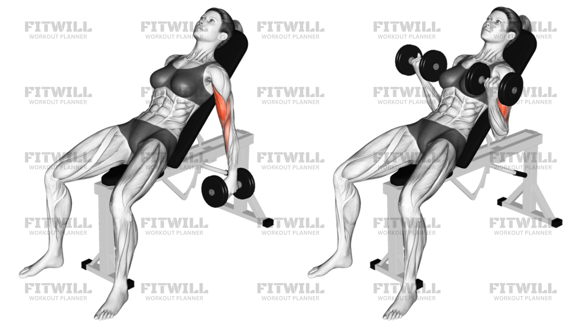 Dumbbell Incline Biceps Curl: Exercise Guide, Video, Techniques ... Dumbbell Incline Biceps Curl: Exercise Guide, Video, Techniques ...