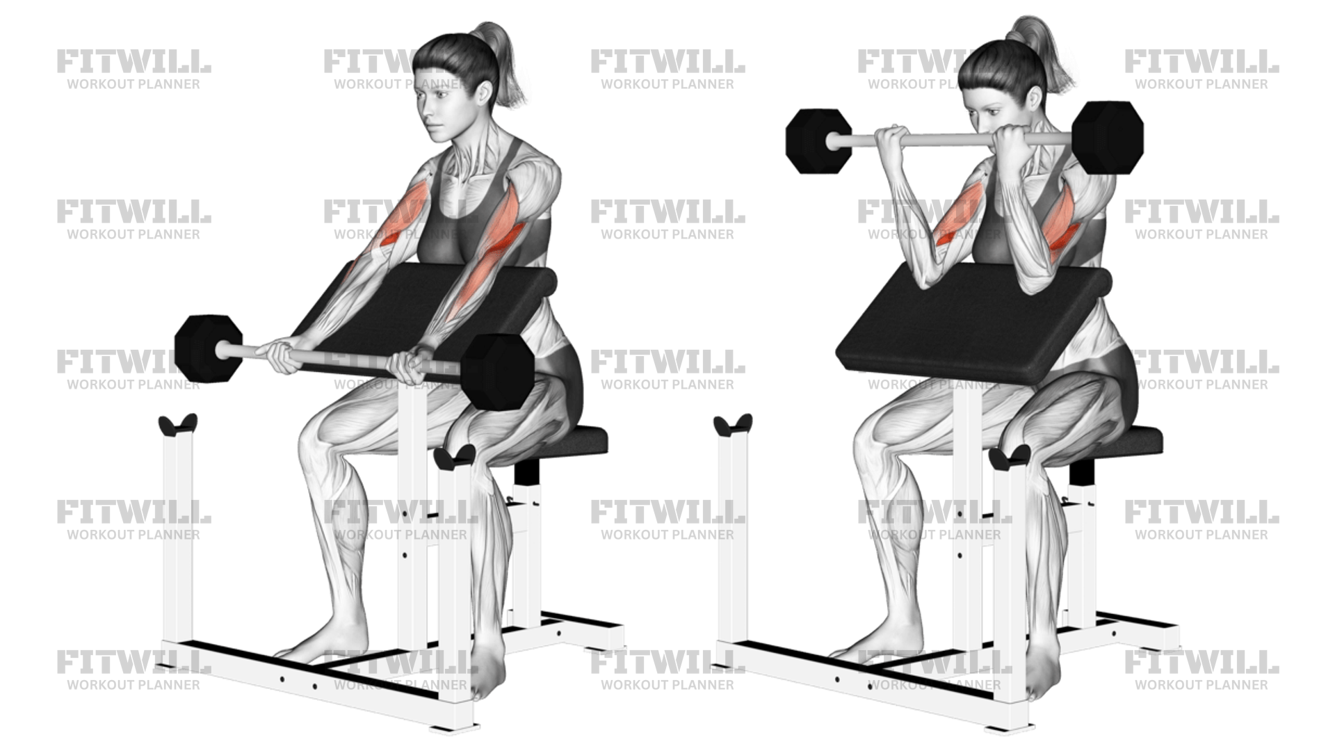 Curl En Banco Scott Con Barra: Guía de Ejercicios, Video, Técnicas ...