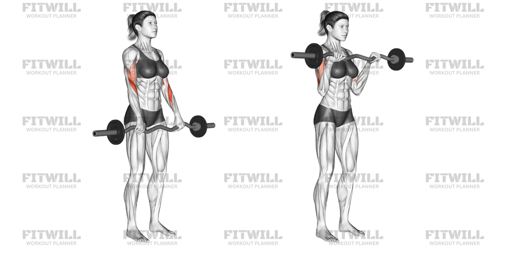 Rosca Inversa Com Barra EZ: Guia de Exercício, Vídeo, Técnicas ...