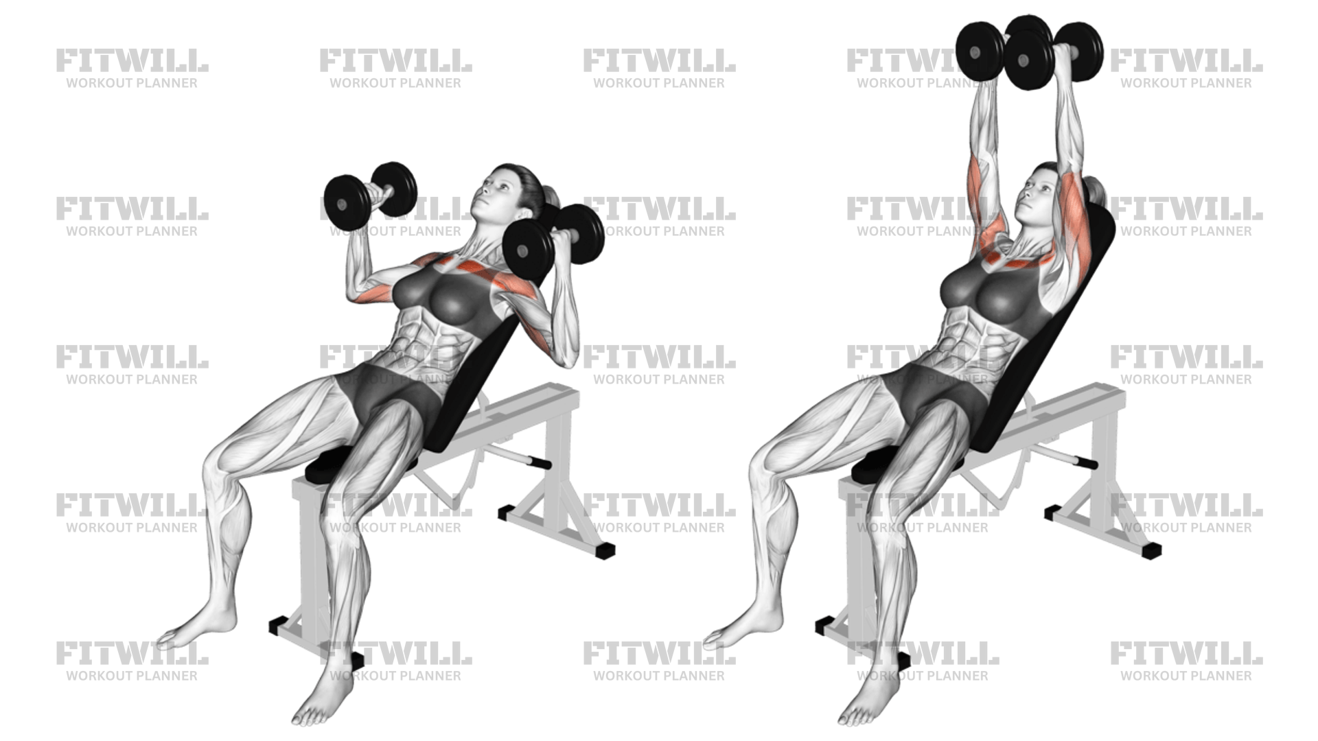 Dumbbell Incline Hammer Press: Exercise Guide, Video, Techniques, Benefits, How to, Muscles ...