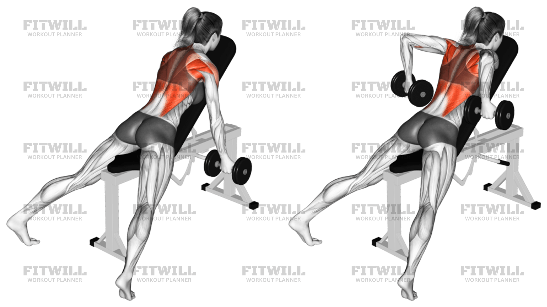 Dumbbell Reverse Grip Incline Row: Exercise Guide, Video, Techniques ...