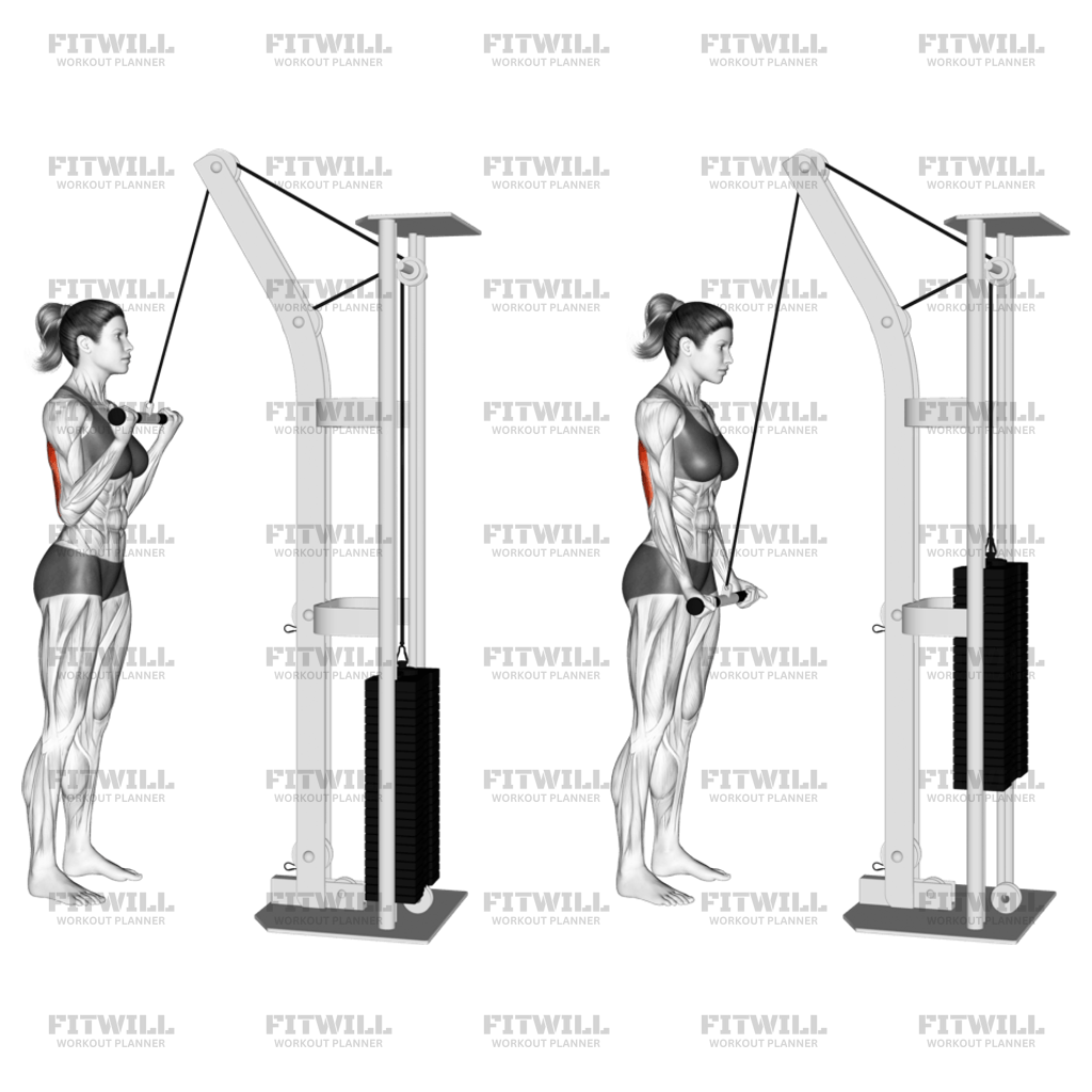 Cable Reverse Grip Pushdown: Exercise Guide, Video, Techniques, Benefits, How to, Muscles Worked ...