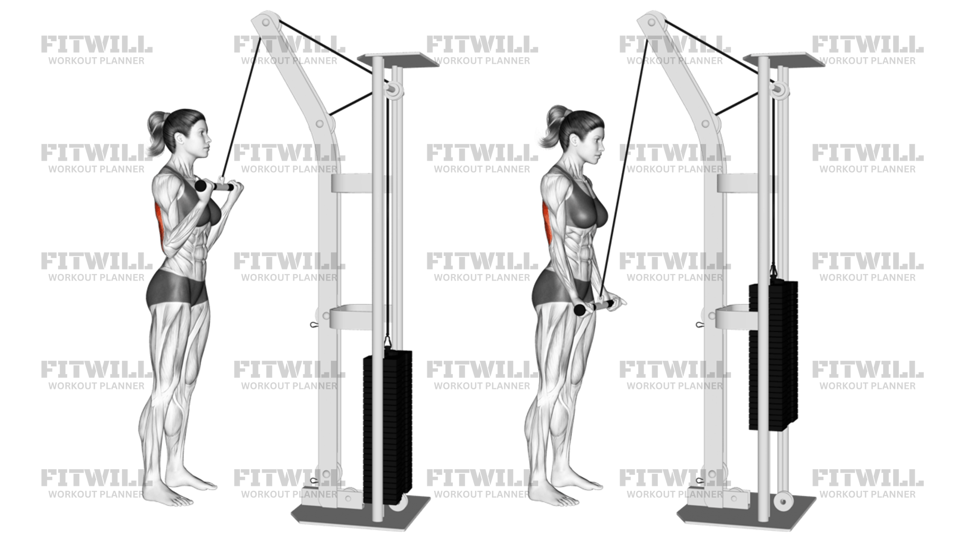 Tríceps Na Polia Com Pegada Supinada: Guia de Exercícios, Vídeo ...