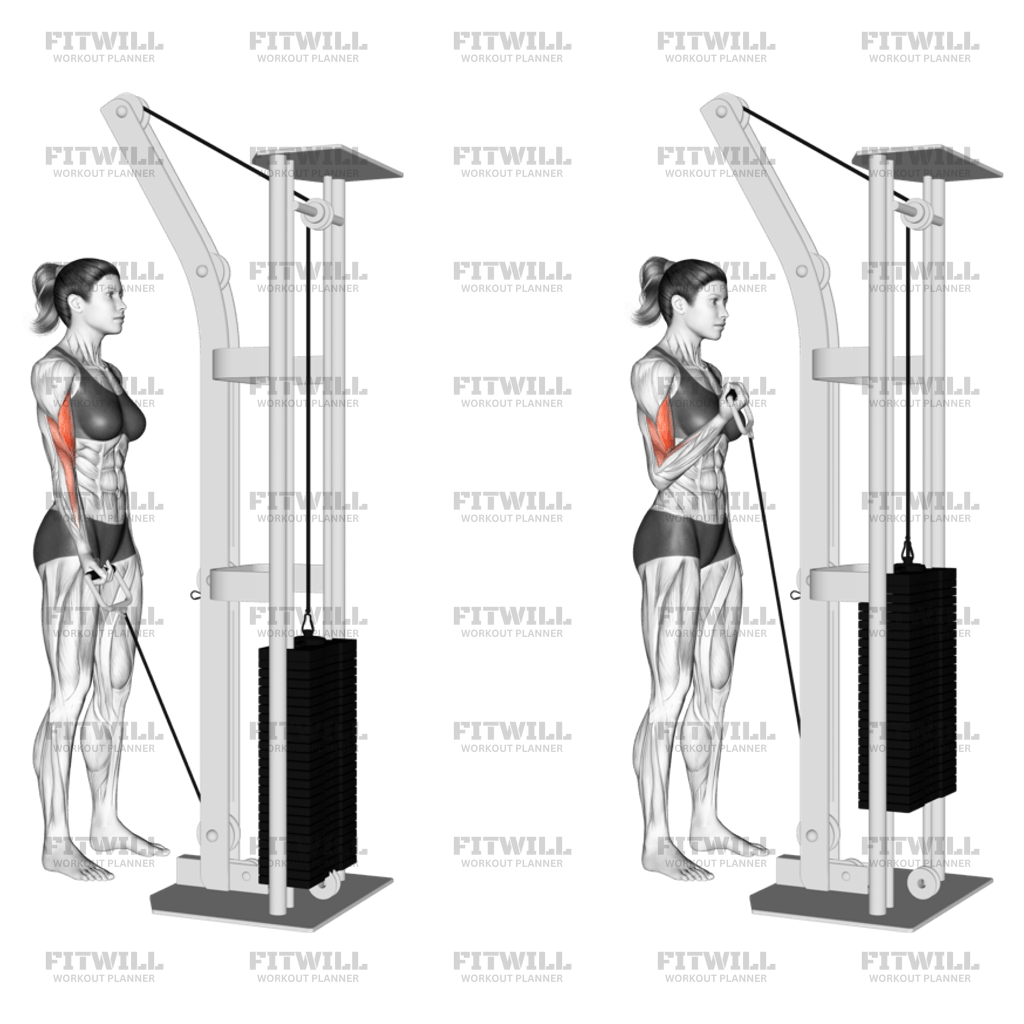 Cable One Arm Curl: Exercise Guide, Video, Techniques, Benefits, How to ...