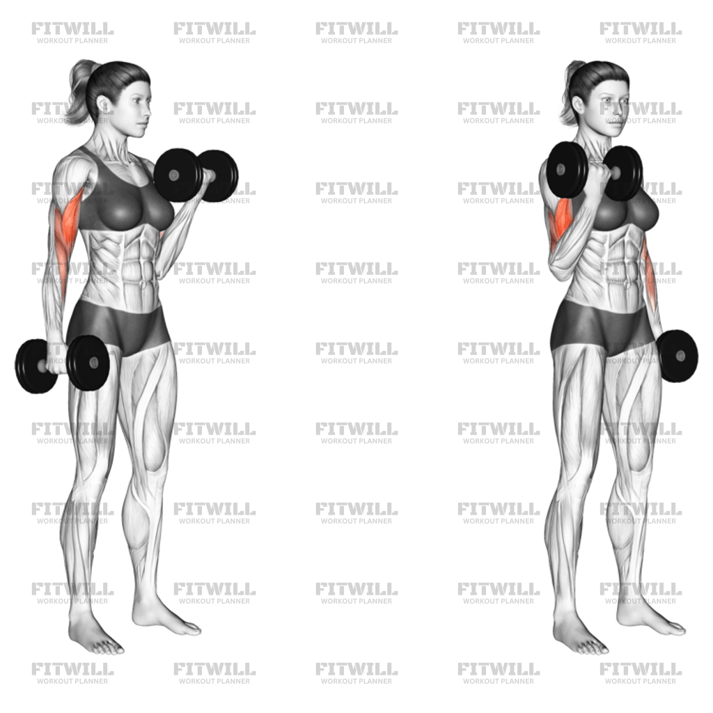 Curl Alterno De Bíceps Con Mancuernas: Guía de Ejercicios, Video, Técnicas, Beneficios, Cómo ...