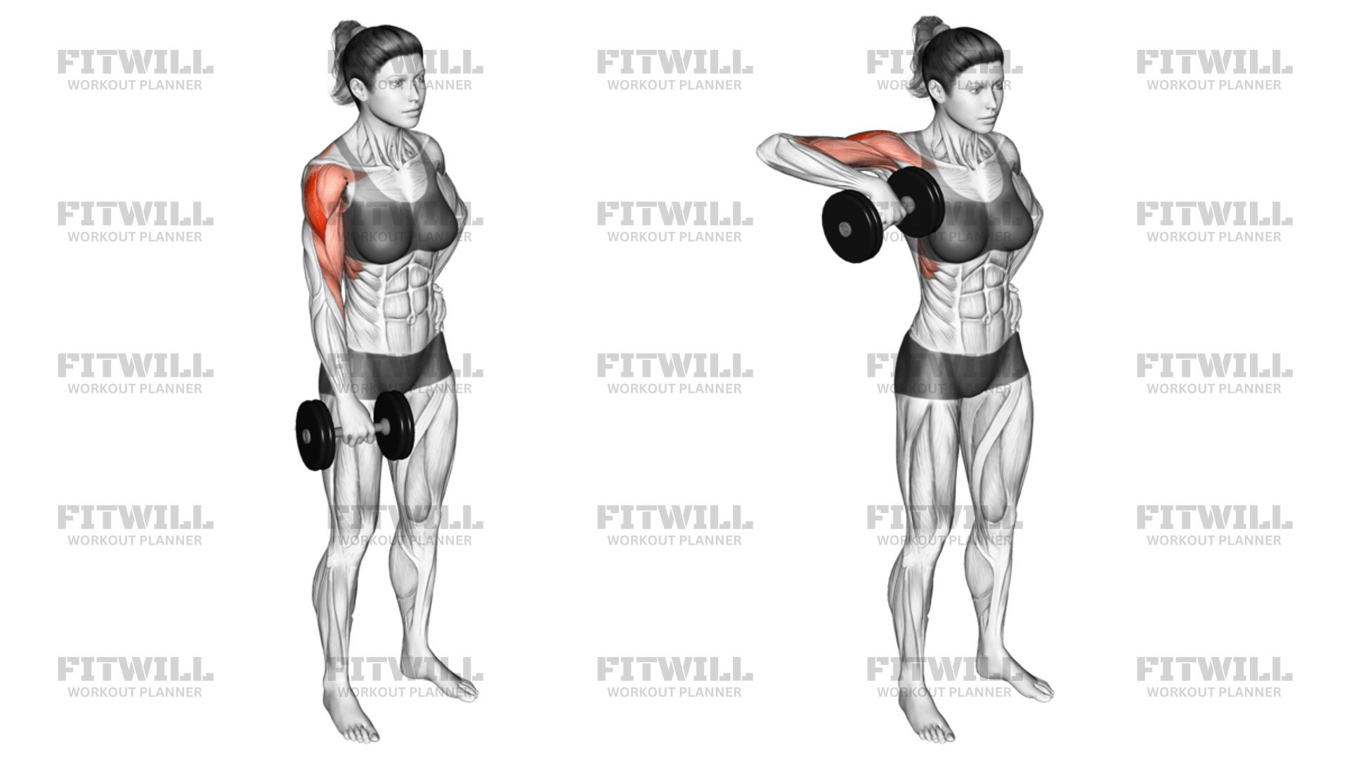 Remo Vertical Con Mancuerna A Un Brazo: Guía de Ejercicios, Técnicas ...