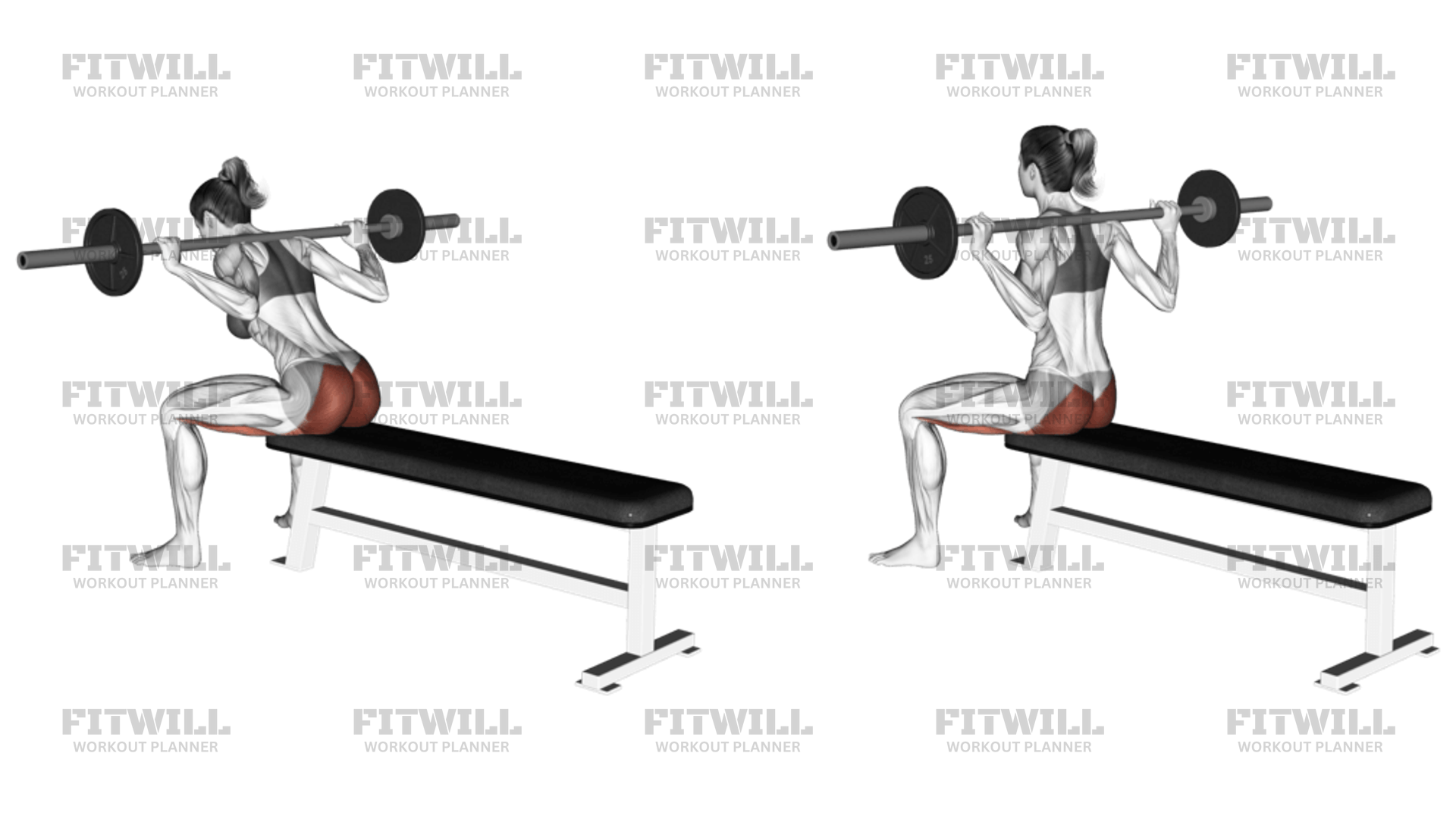Barbell Seated Good Morning: Exercise Guide, Video, Techniques ...