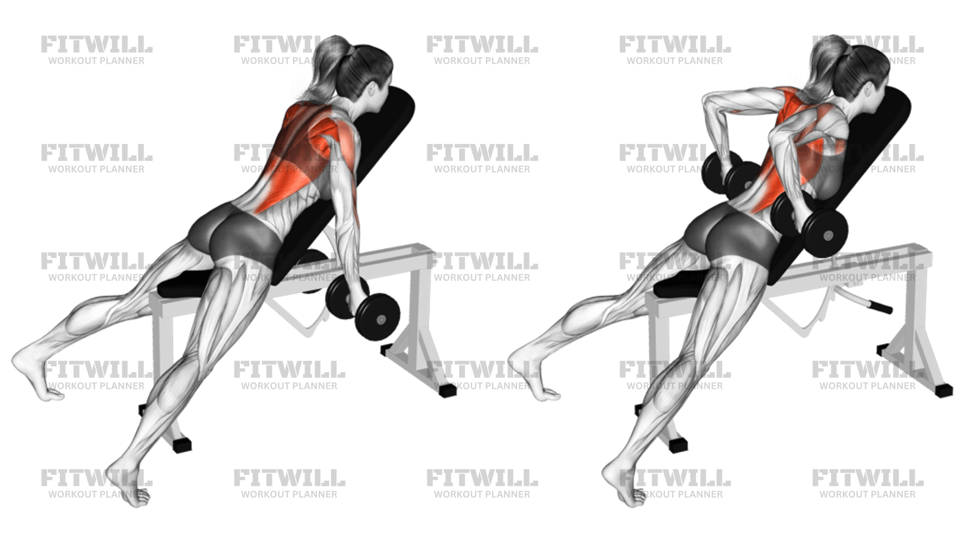 Remo Con Mancuernas Acostado Para Deltoides Posteriores: Guía de ...