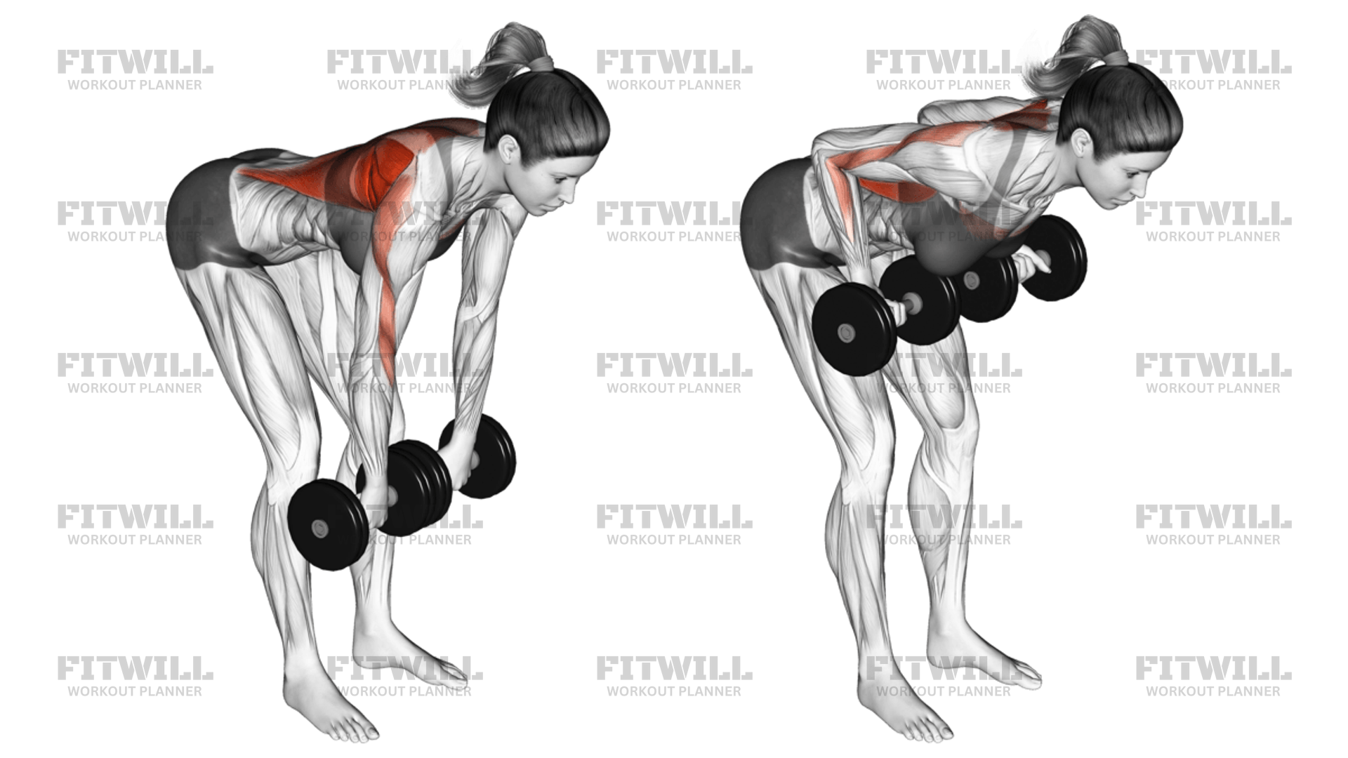 Dumbbell Palm Rotational Bent Over Row: Panduan Latihan, Video, Teknik, Manfaat, Cara Melakukan ...