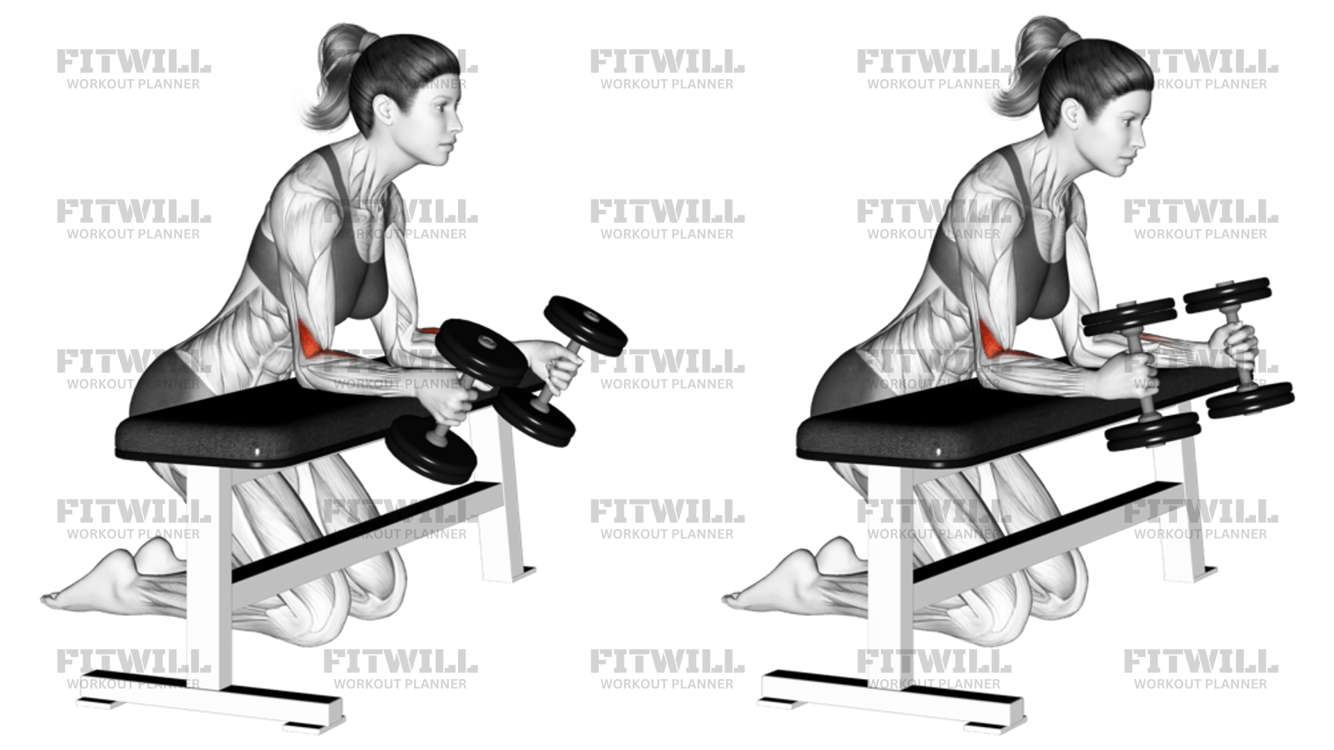 Dumbbell Over Bench Neutral Wrist Curl: Exercise Guide, Techniques ...