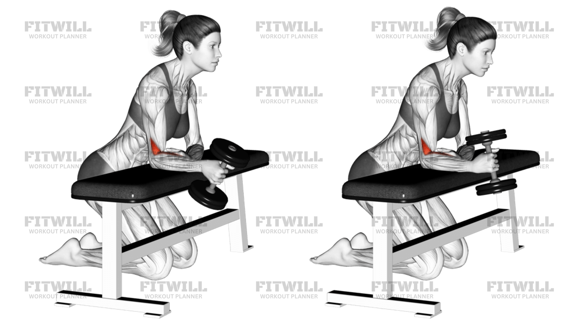 Dumbbell Over Bench One Arm Neutral Wrist Curl Guide Techniques
