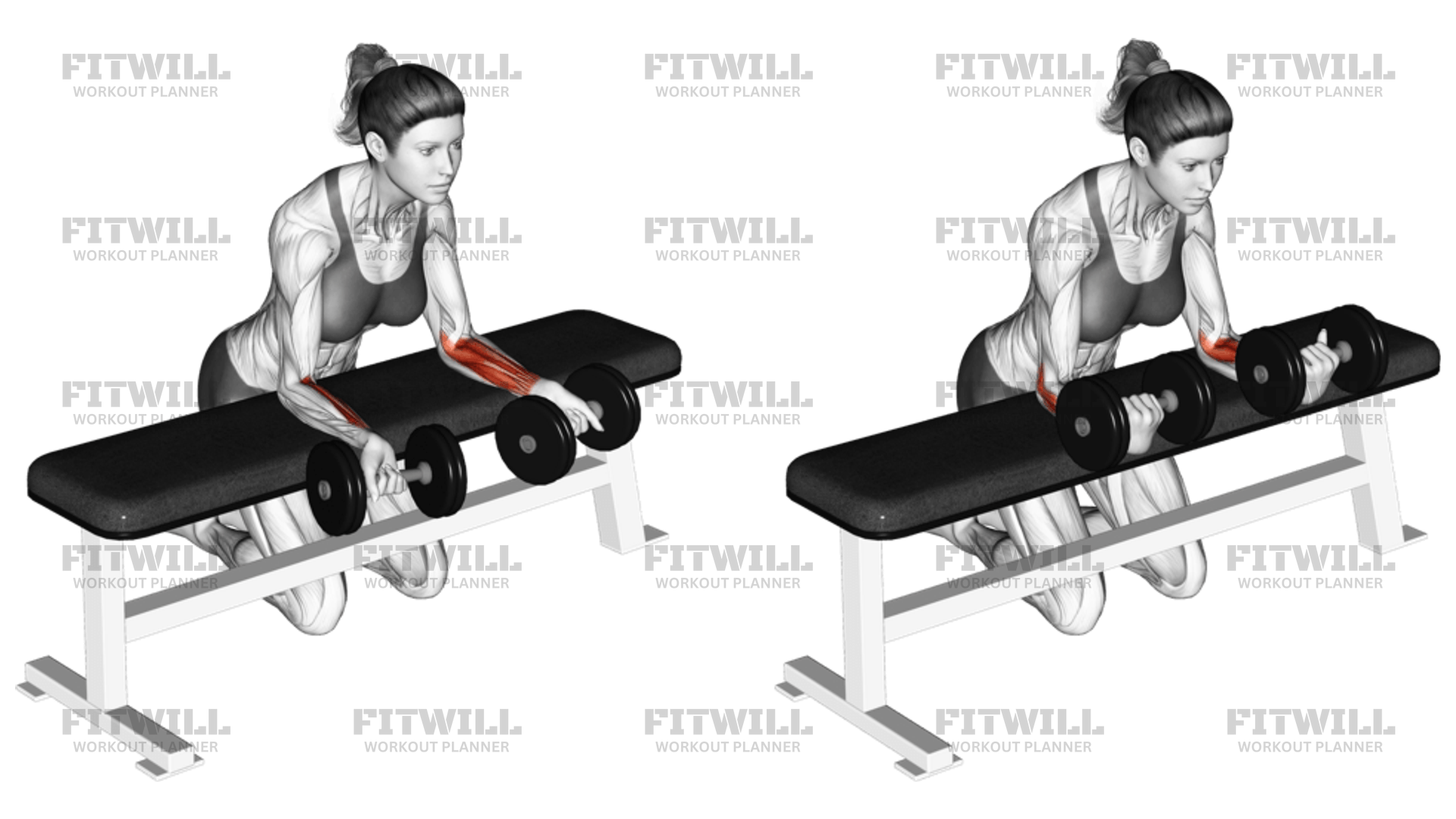 Dumbbell Over Bench Revers Wrist Curl: Exercise Guide, Techniques ...