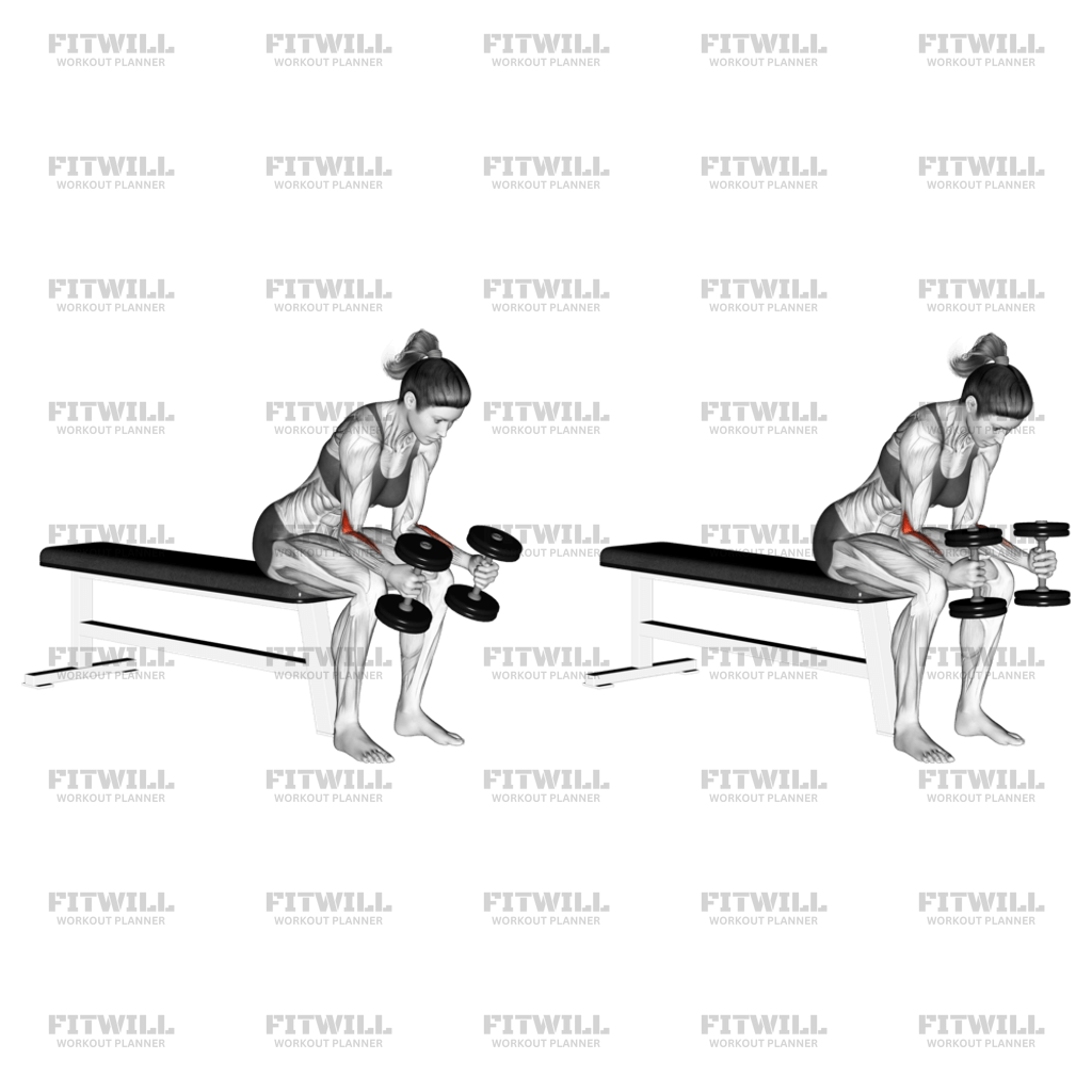 Dumbbell Seated Neutral Wrist Curl: Exercise Guide, Video, Techniques, Benefits, How to, Muscles ...