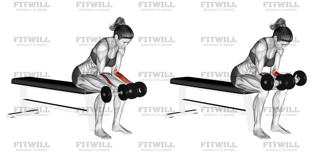 Dumbbell Seated Palms Up Wrist Curl: Exercise Guide, Techniques ...