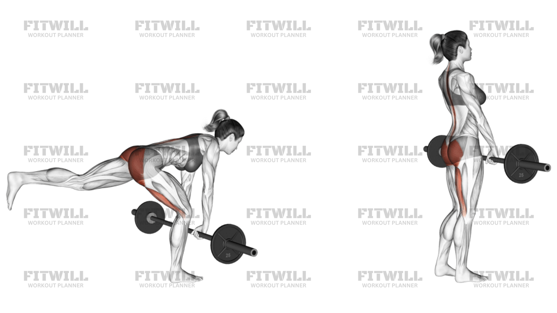 Barbell Single Leg Deadlift: Exercise Guide, Techniques, Benefits, How ...