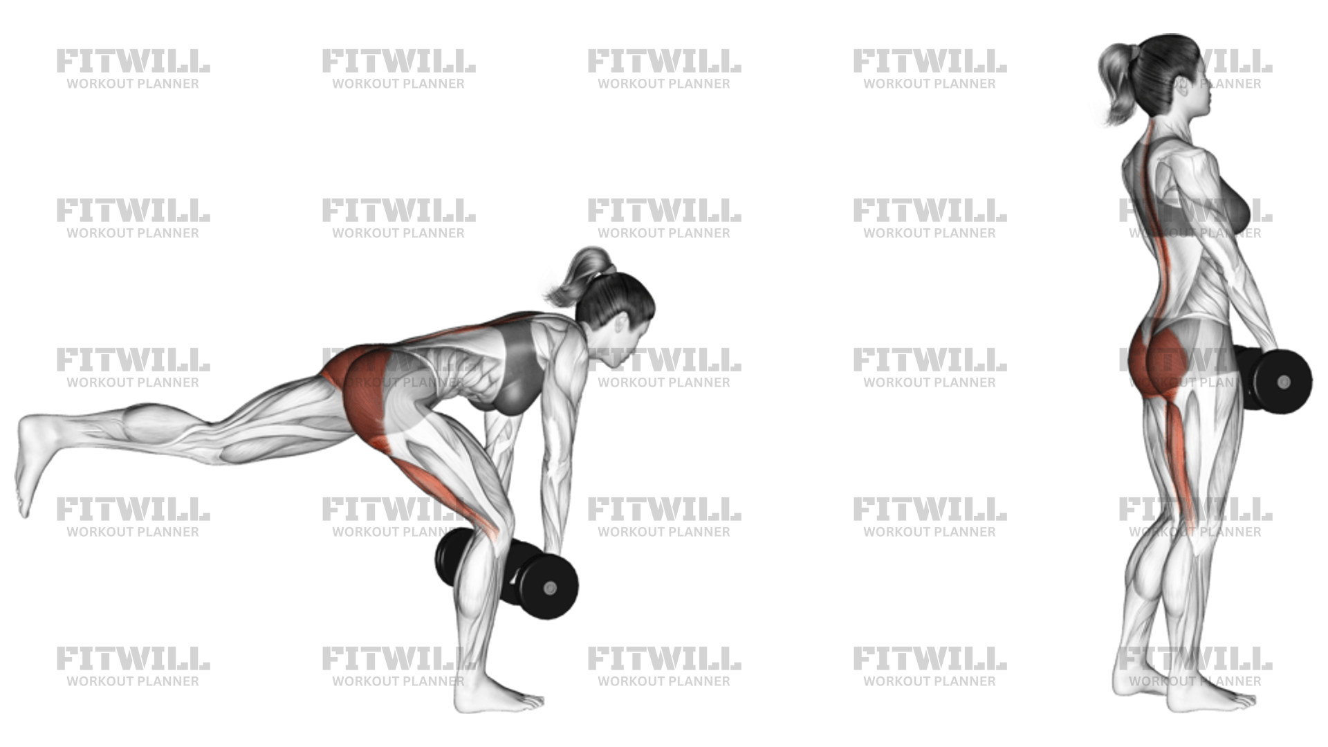 Dumbbell Single Leg Deadlift Exercise Guide Video Techniques Benefits How To Muscles