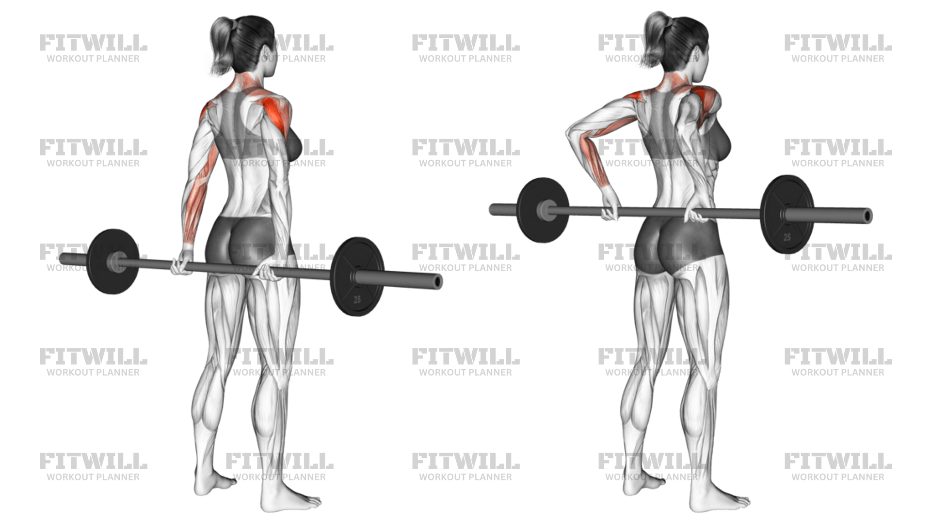 Barbell Rear Delt Raise _shoulder: Exercise Guide, Video, Techniques ...