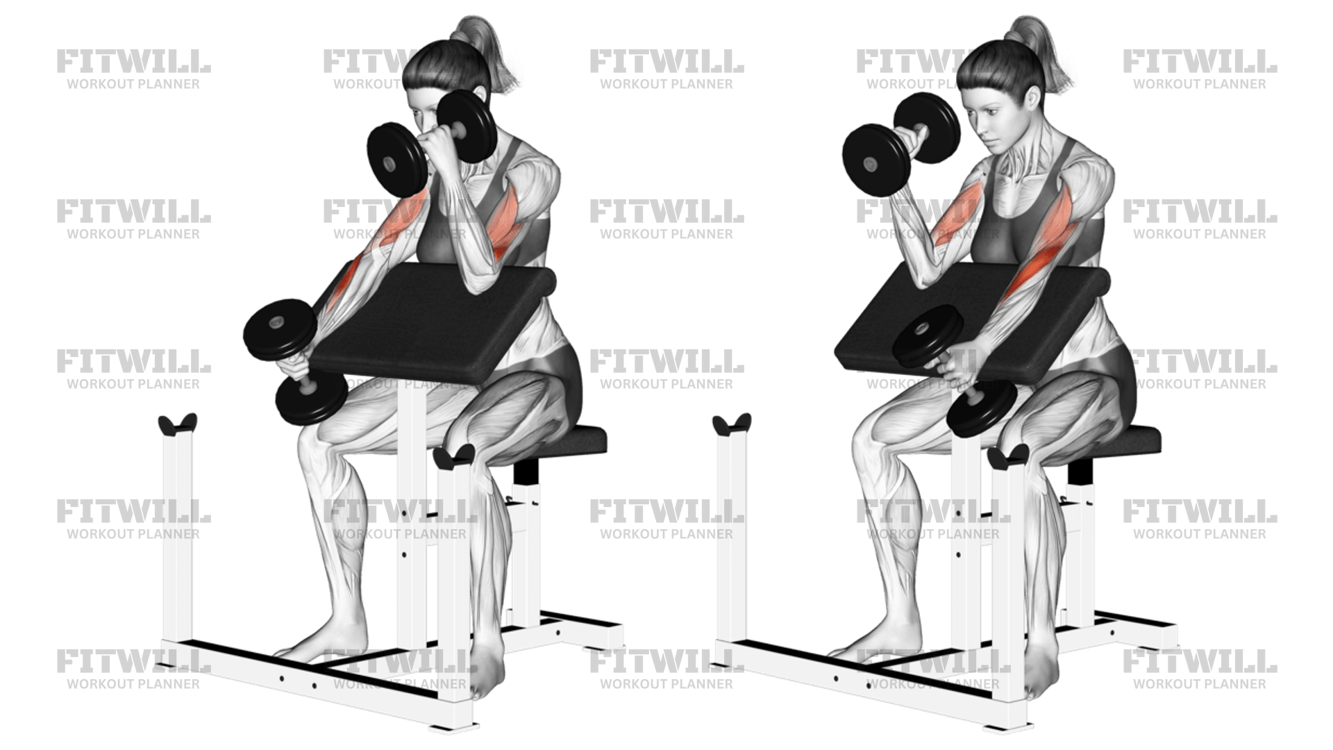 Dumbbell Alternate Hammer Preacher Curl: Exercise Guide, Techniques ...