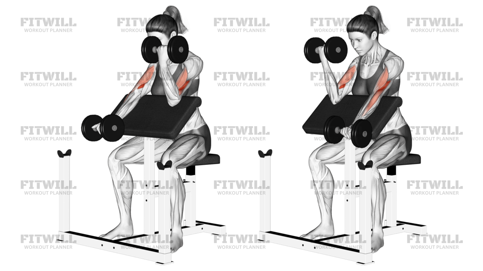 How to do Dumbbell Alternate Preacher Curl: Techniques, Benefits, Tips ... How to do Dumbbell Alternate Preacher Curl: Techniques, Benefits, Tips ...