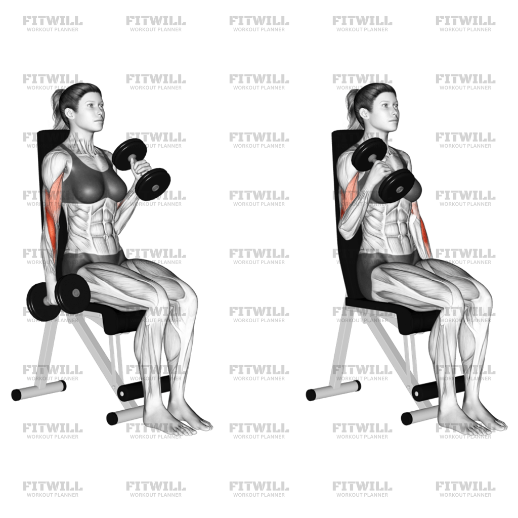 Dumbbell Alternate Seated Hammer Curl: Exercise Guide, Techniques ...