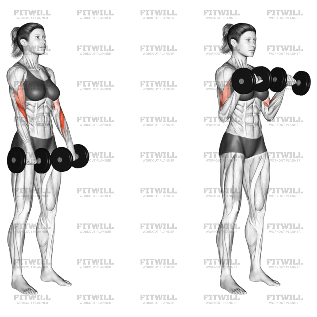 Dumbbell Biceps Curl Reverse: Exercise Guide, Techniques, Benefits, How ...