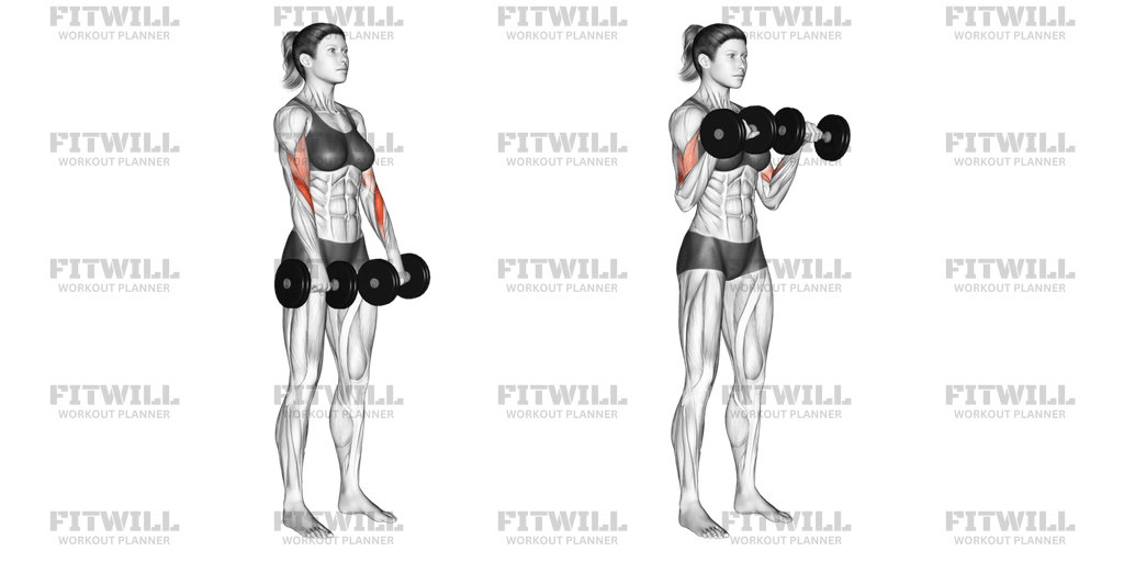 Dumbbell Biceps Curl Reverse: Exercise Guide, Techniques, Benefits, How ...