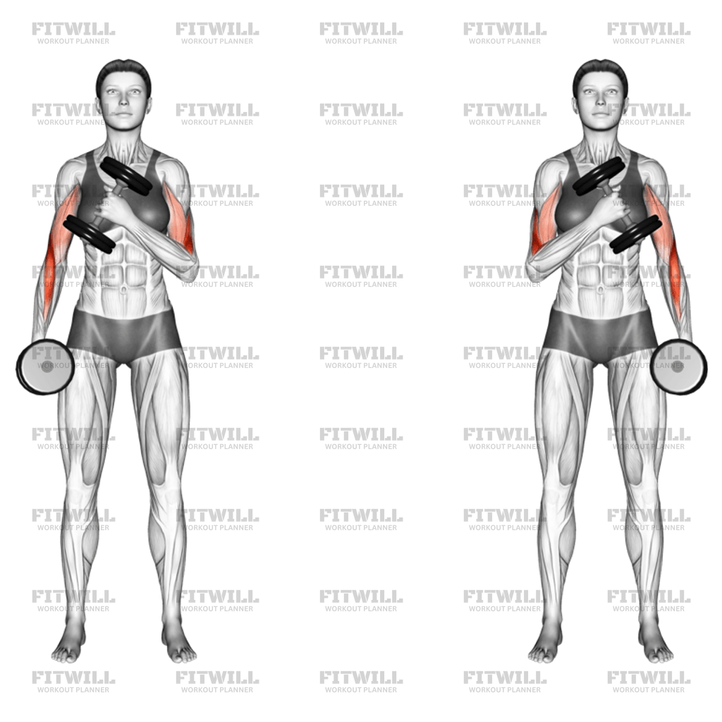Dumbbell Cross Body Hammer Curl (Version 2): Exercise Guide, Video ...
