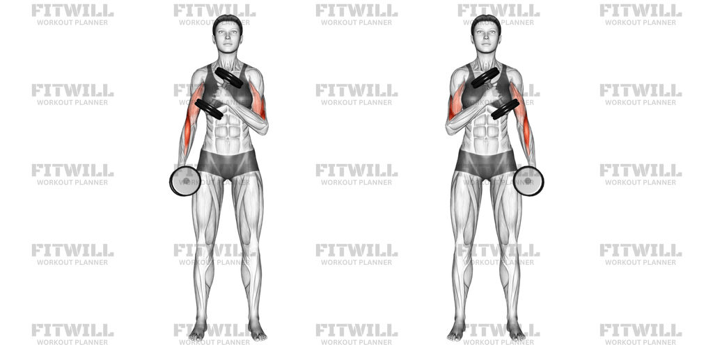 Dumbbell Cross Body Hammer Curl (Version 2): Exercise Guide, Video ...