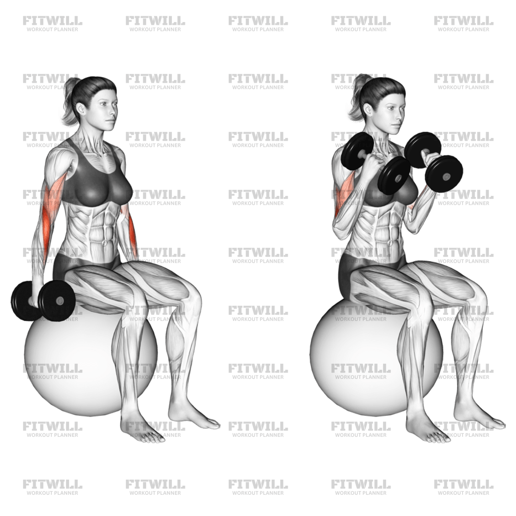 Dumbbell Hammer Curl On Exercise Ball Exercise Guide Techniques