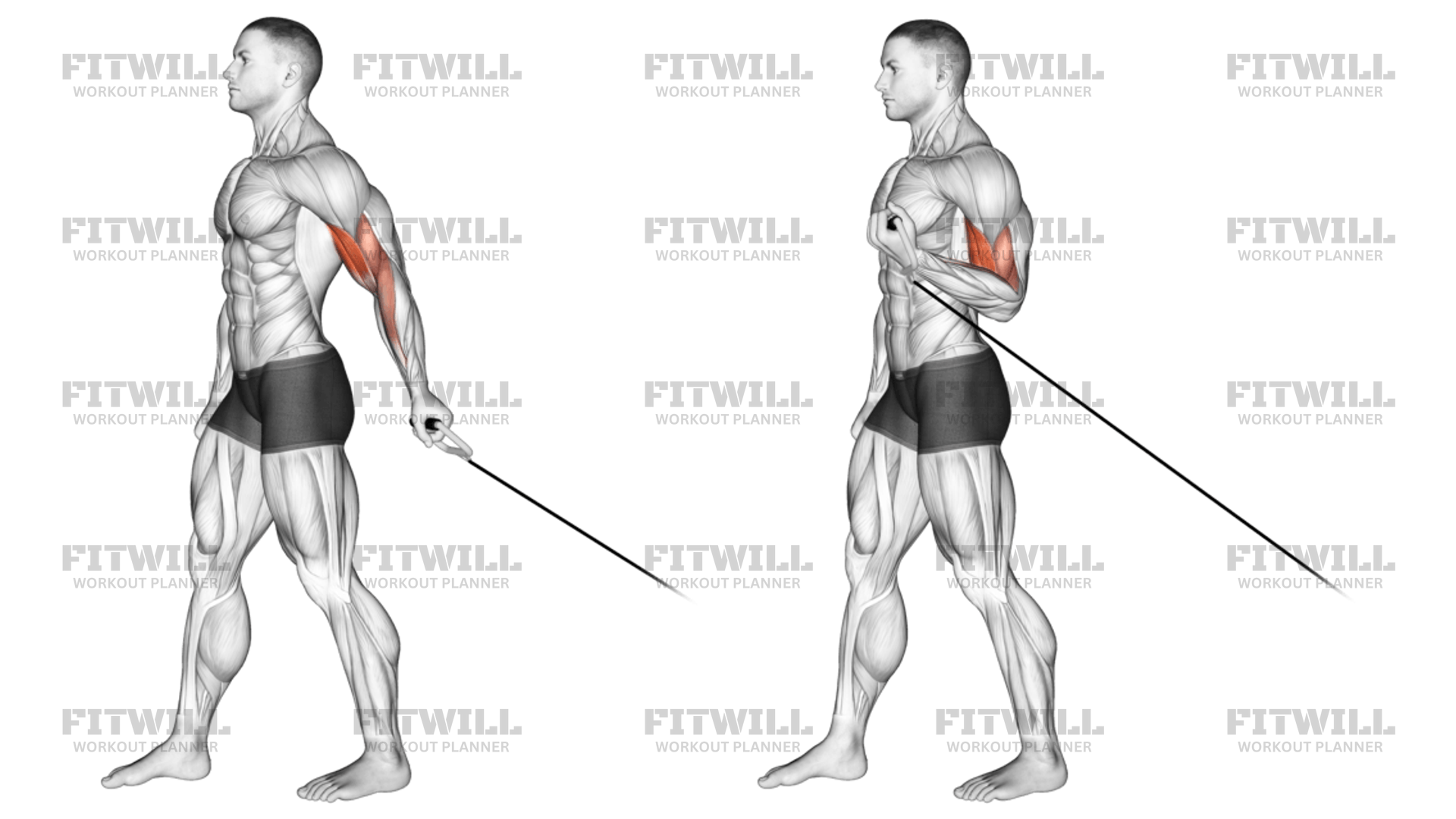 Curl De Bíceps Con Cable Bayesiano A Un Brazo: Video de Ejercicio | Fitwill