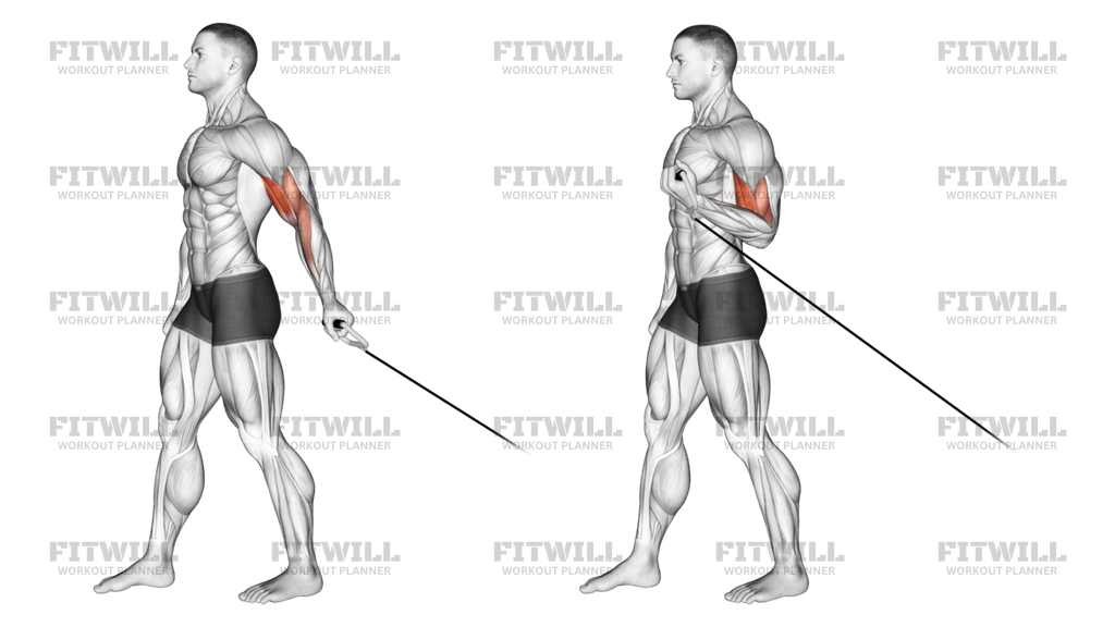One Arm Bayesian Cable Biceps Curl: Exercise Guide, Video, Techniques ...