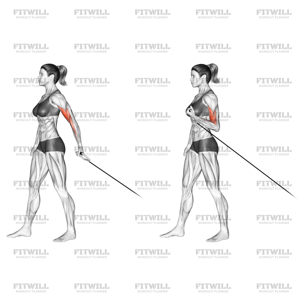 Cable One Arm Biceps Curl (VERSION 2): Exercise Guide, Techniques ...