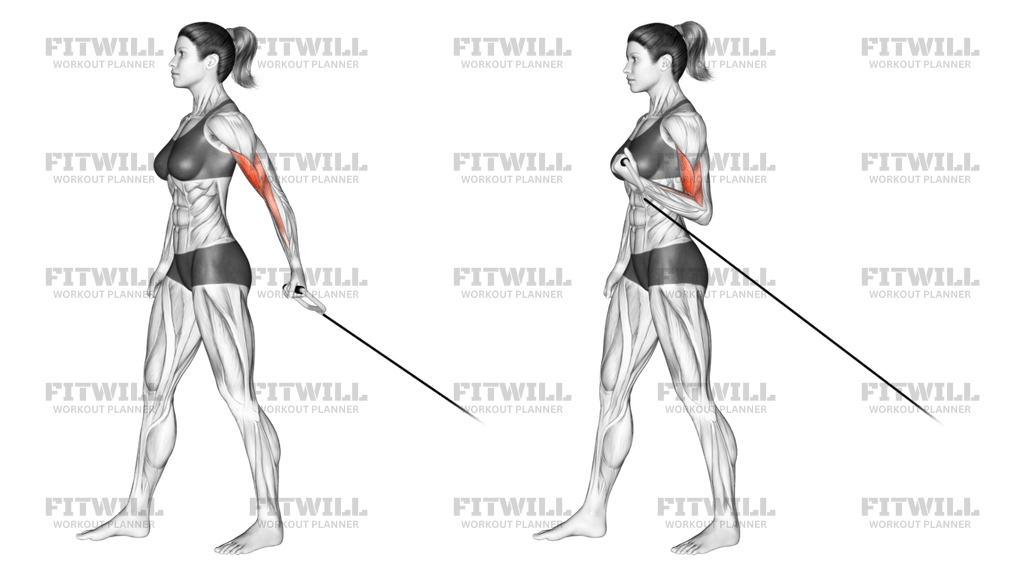 Cable One-Arm Biceps Curl Version 2: Exercise Guide, Techniques ...