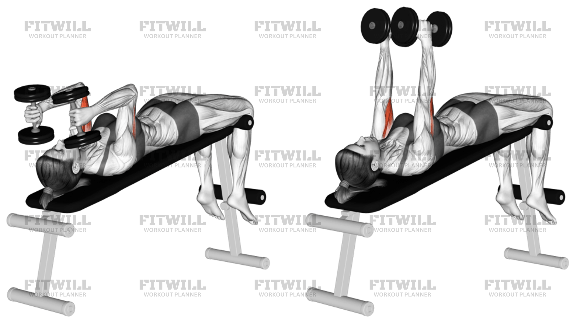 Dumbbell Decline Triceps Extension: Exercise Guide, Techniques ...