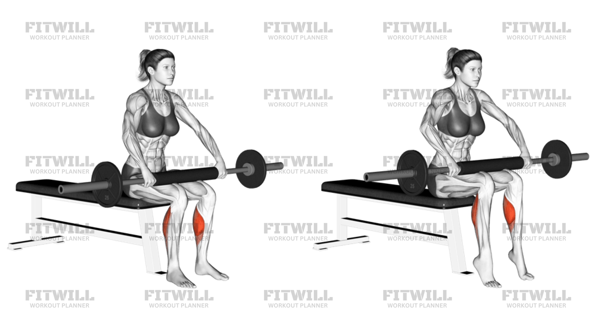 Barbell Seated Calf Raise: Exercise Guide, Techniques, Benefits, How to ...