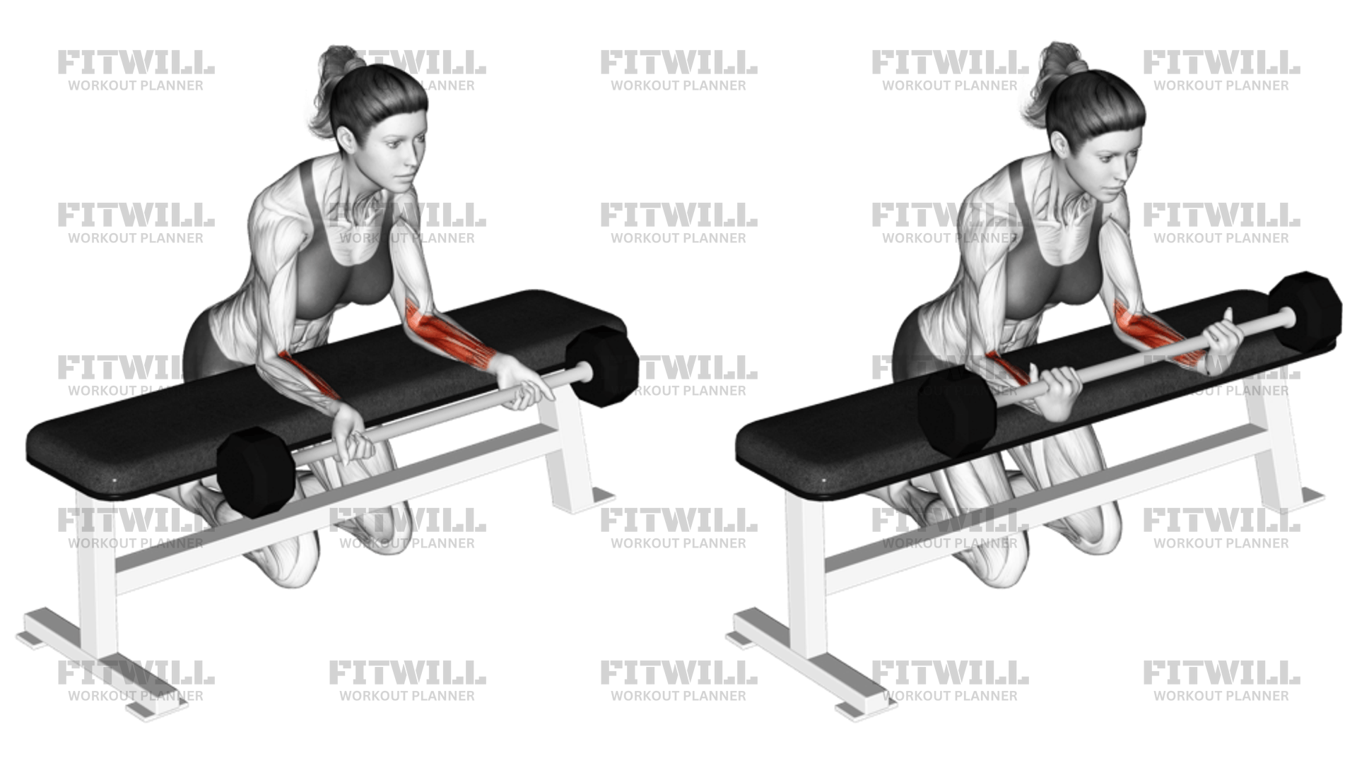 Barbell Palms Up Wrist Curl Over A Bench: Exercise Guide, Techniques ...