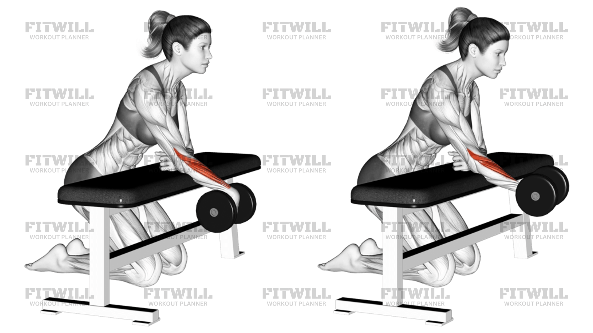 Dumbbell Over Bench One Arm Wrist Curl: Exercise Guide, Techniques ...