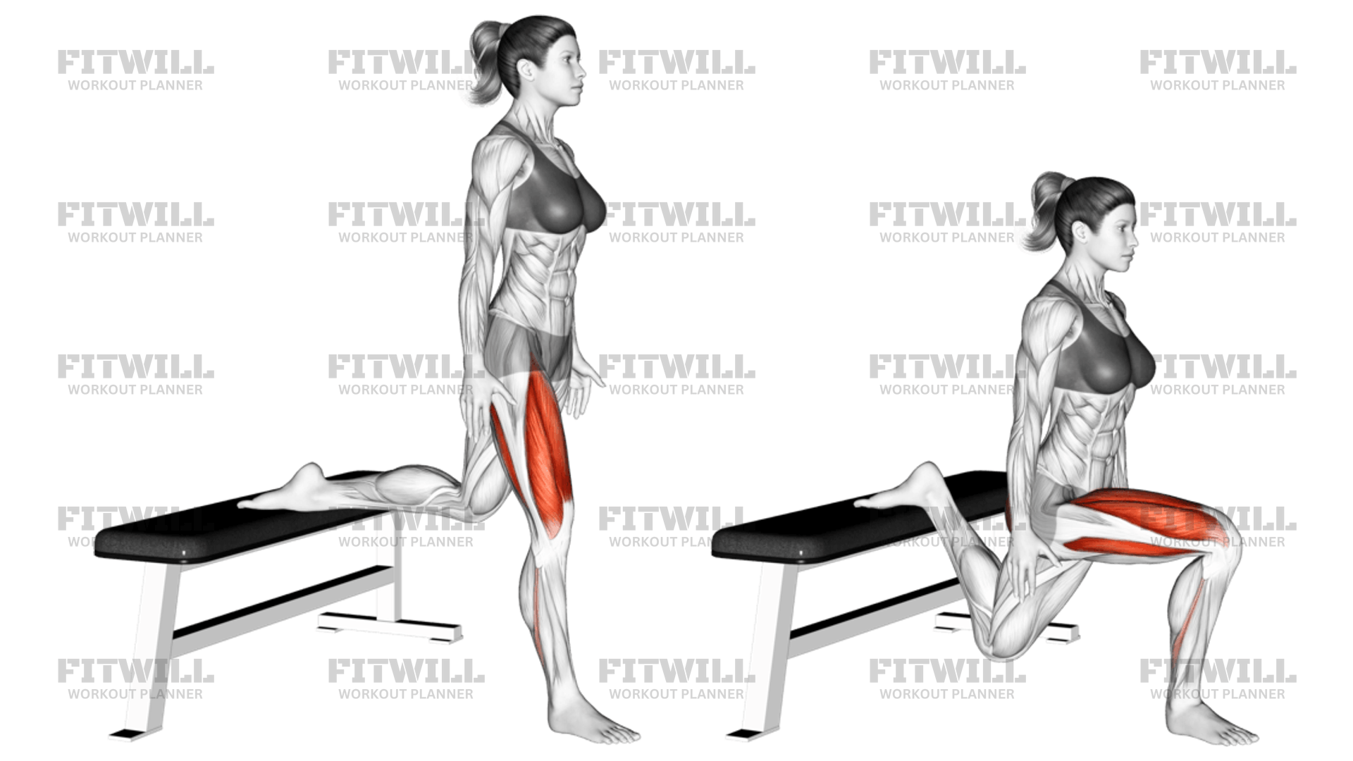 Split Squat: Exercise Guide, Video, Techniques, Benefits, How to ...