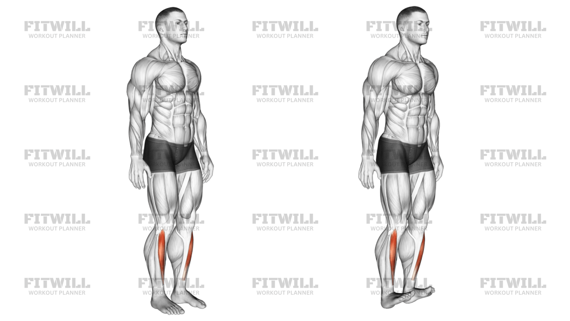Flexion Dorsale De La Cheville : Guide d'exercice, vidéo, techniques ...