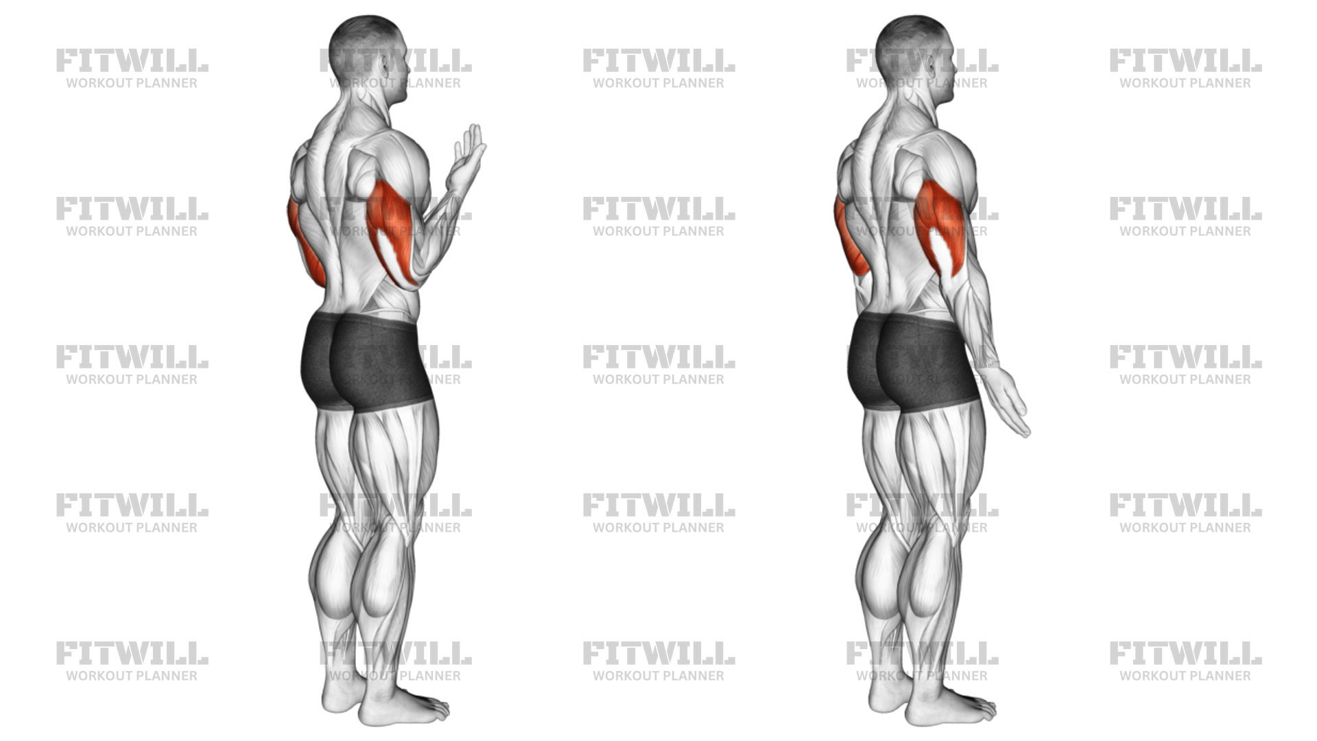 Extensión De Codo - Articulaciones: Video de Ejercicio | Fitwill