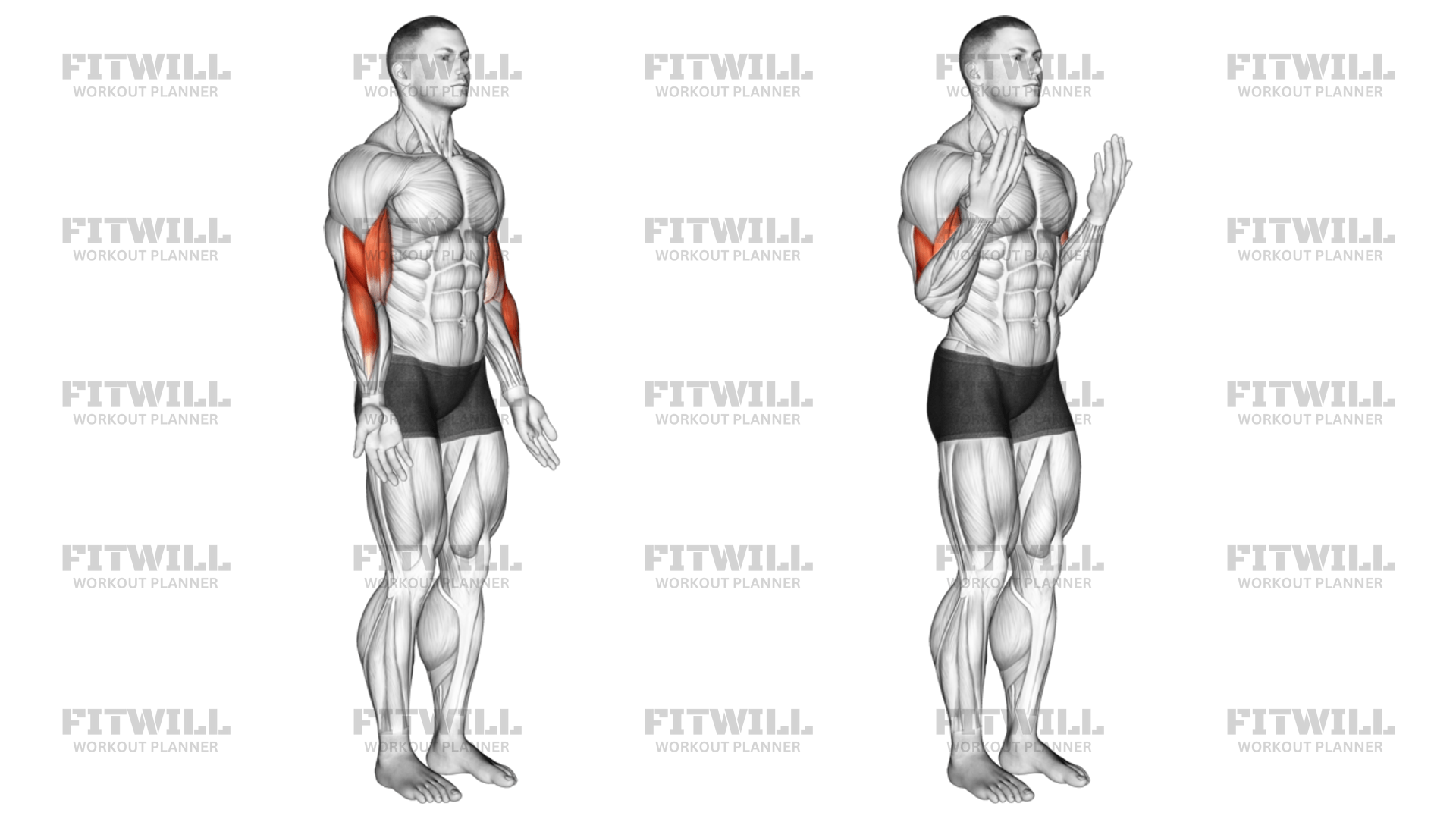 Elbow - Flexion - Articulations: Exercise Guide, Video, Techniques ...
