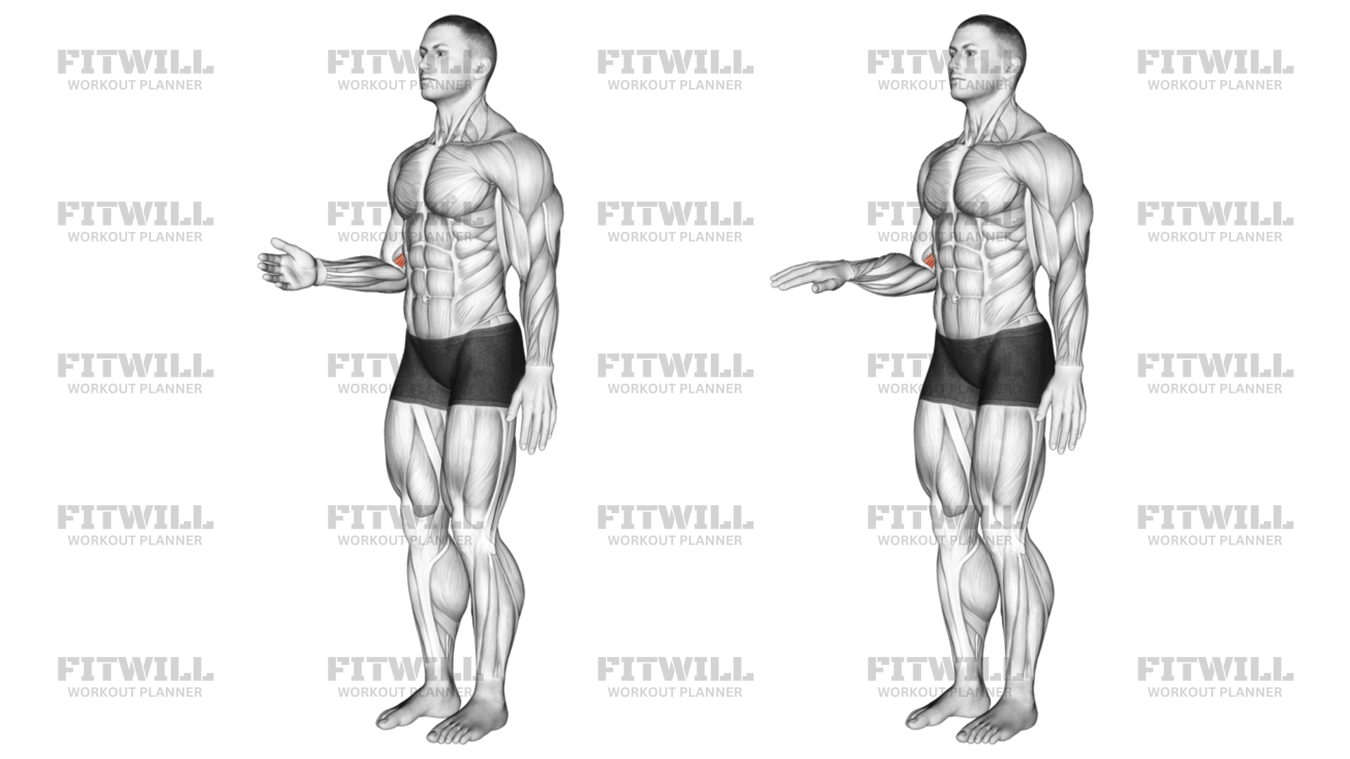 Forearm - Pronation - Articulations: Exercise Guide, Video, Techniques ...