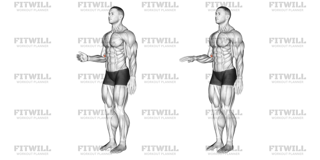 Forearm - Pronation - Articulations: Exercise Guide, Video, Techniques ...