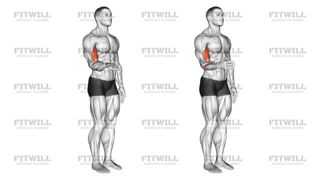 Forearm - Supination - Articulations: Exercise Guide, Video, Techniques ...