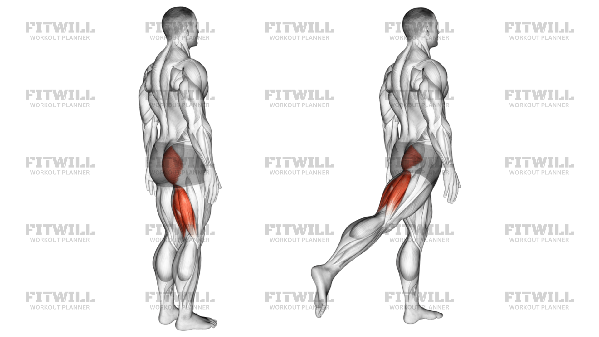 Hip - Extension - Articulations: Exercise Guide, Video, Techniques ...